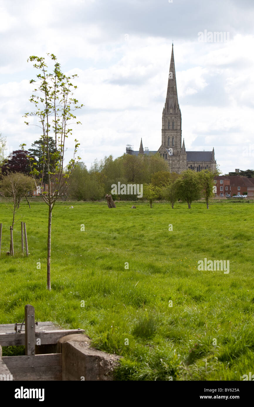 Salisbury Cathedral across Harnham water meadows Stock Photo - Alamy