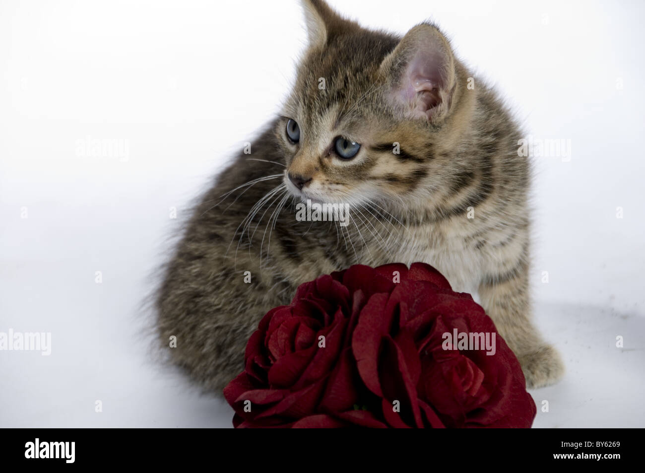 Tabby kitten posing by red roses with white background Stock Photo - Alamy