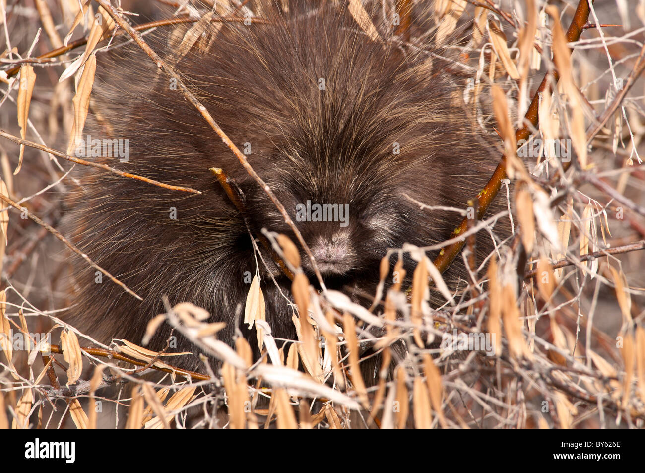 Stock photo of a North American porcupine resting in a tree Stock Photo ...