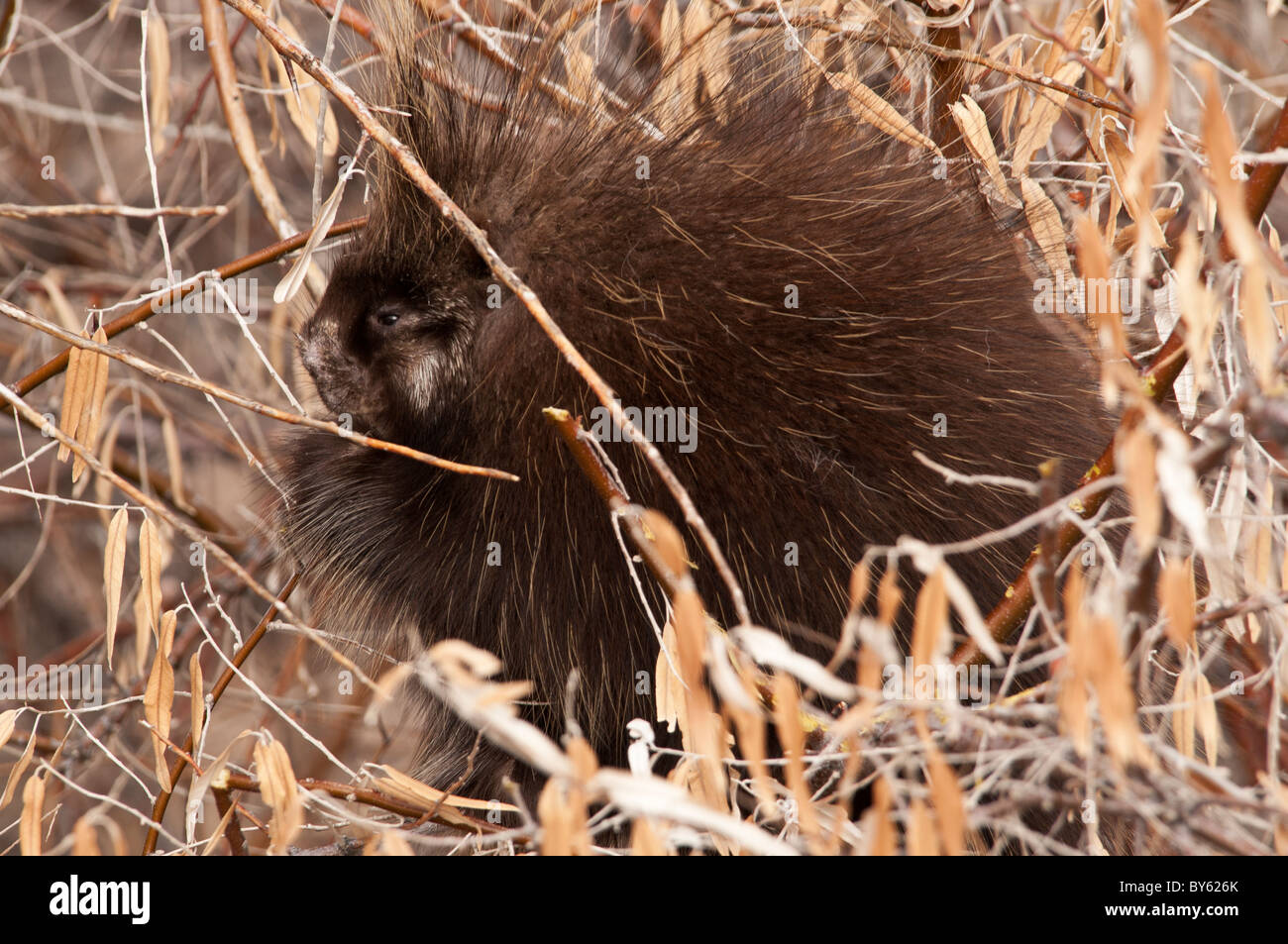 Porcupine tree hi-res stock photography and images - Alamy