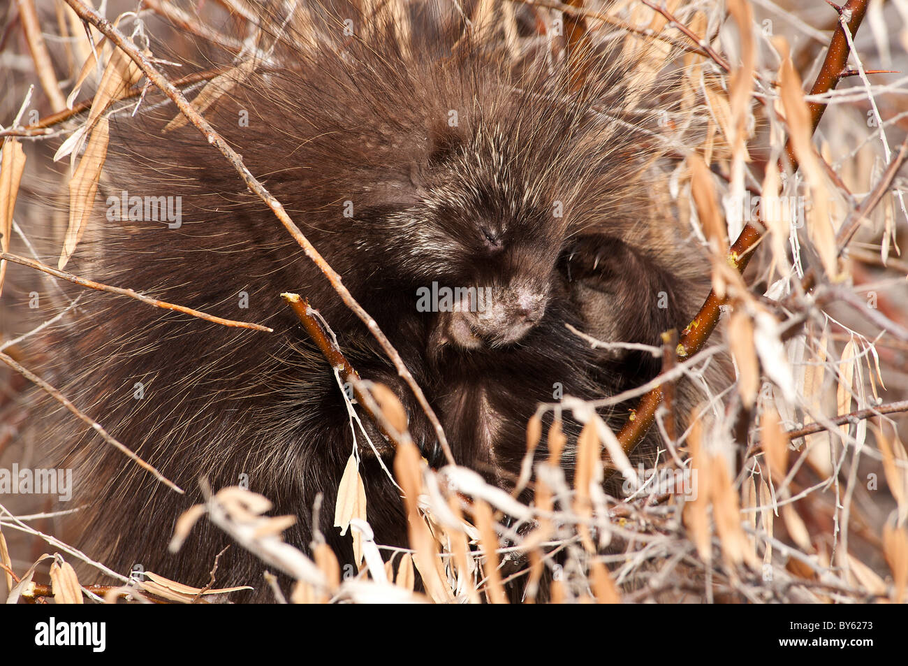 Young porcupine hi-res stock photography and images - Alamy