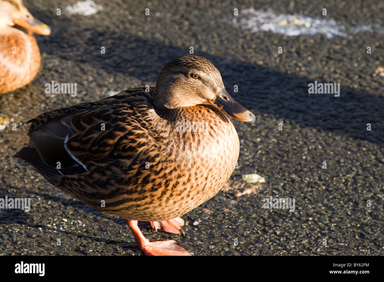 Ducks at Raby Mere in winter when the mere is frozen Stock Photo - Alamy
