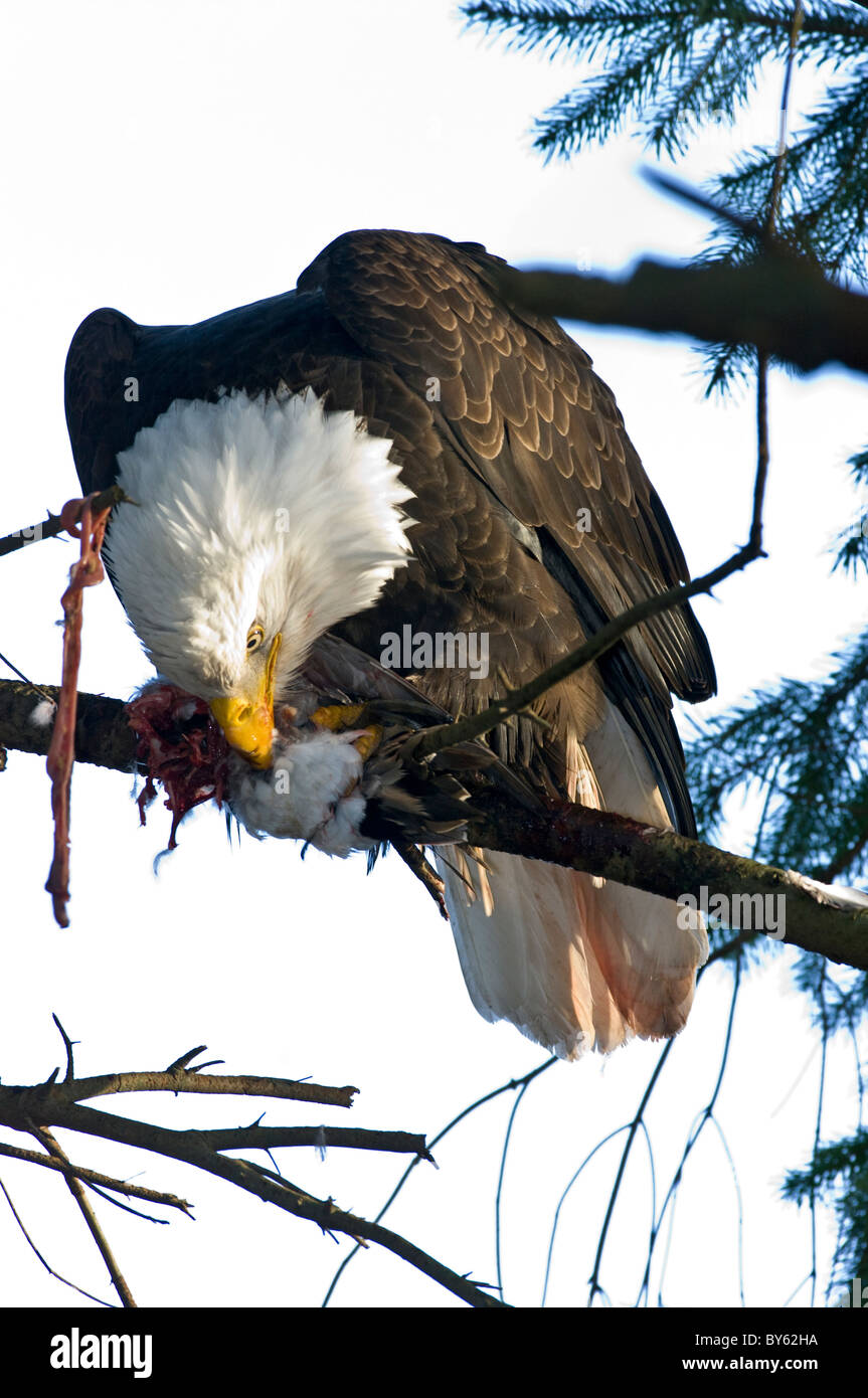 Eagle eating prey hi-res stock photography and images - Alamy
