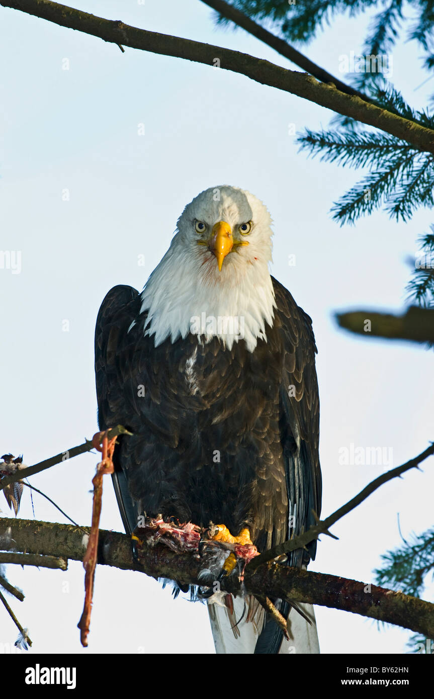Bald eagle guarding his prey hi-res stock photography and images - Alamy