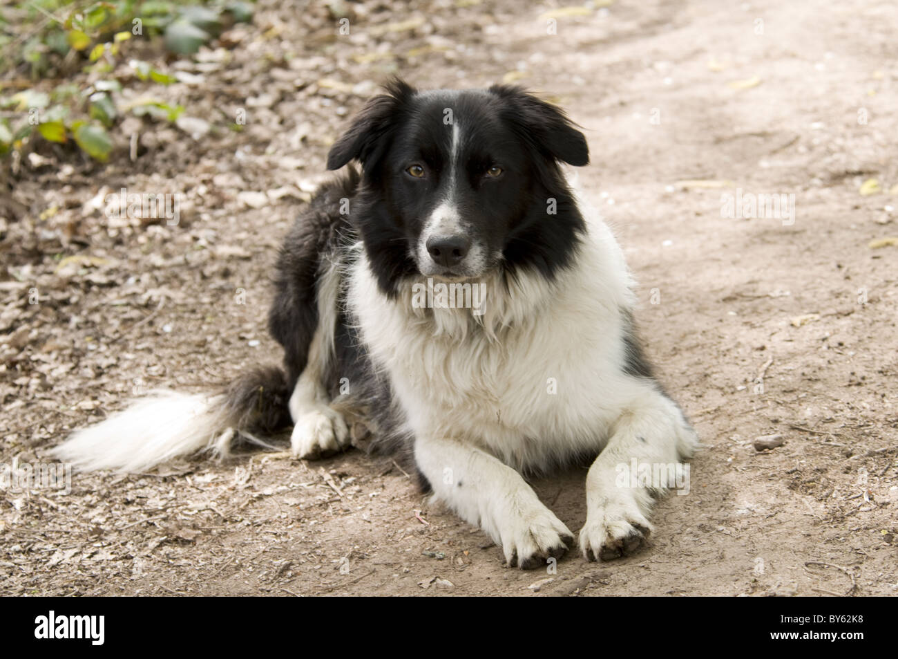 Scottish border collies hi-res stock photography and images - Alamy