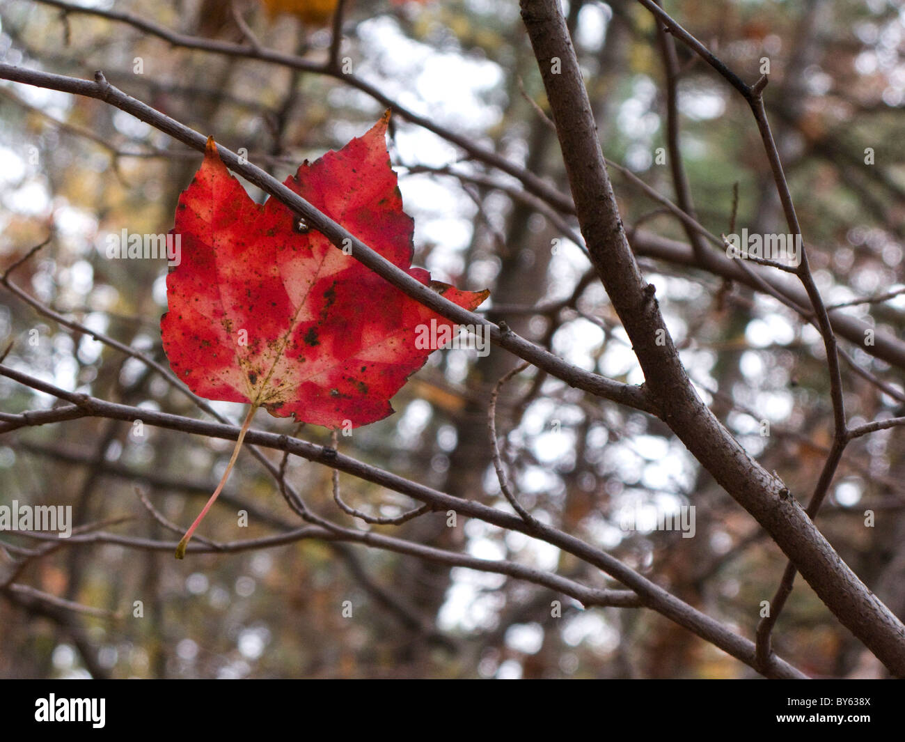 Lone maple leaf hi-res stock photography and images - Alamy