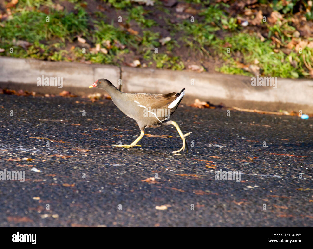 Raby mere hi-res stock photography and images - Alamy