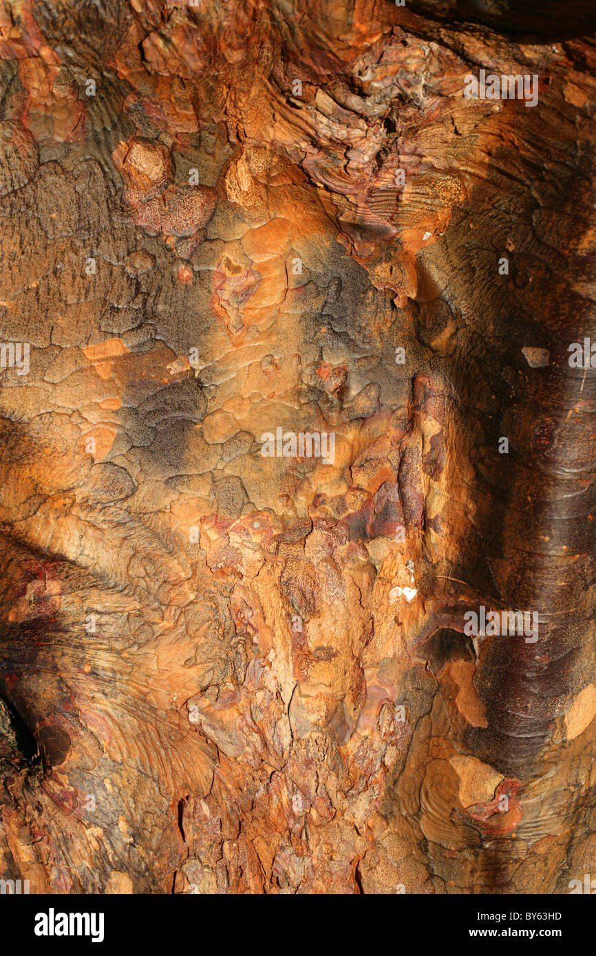 Trunk and Bark of the Paper Bark Maple, Acer griseum, Aceraceae ...