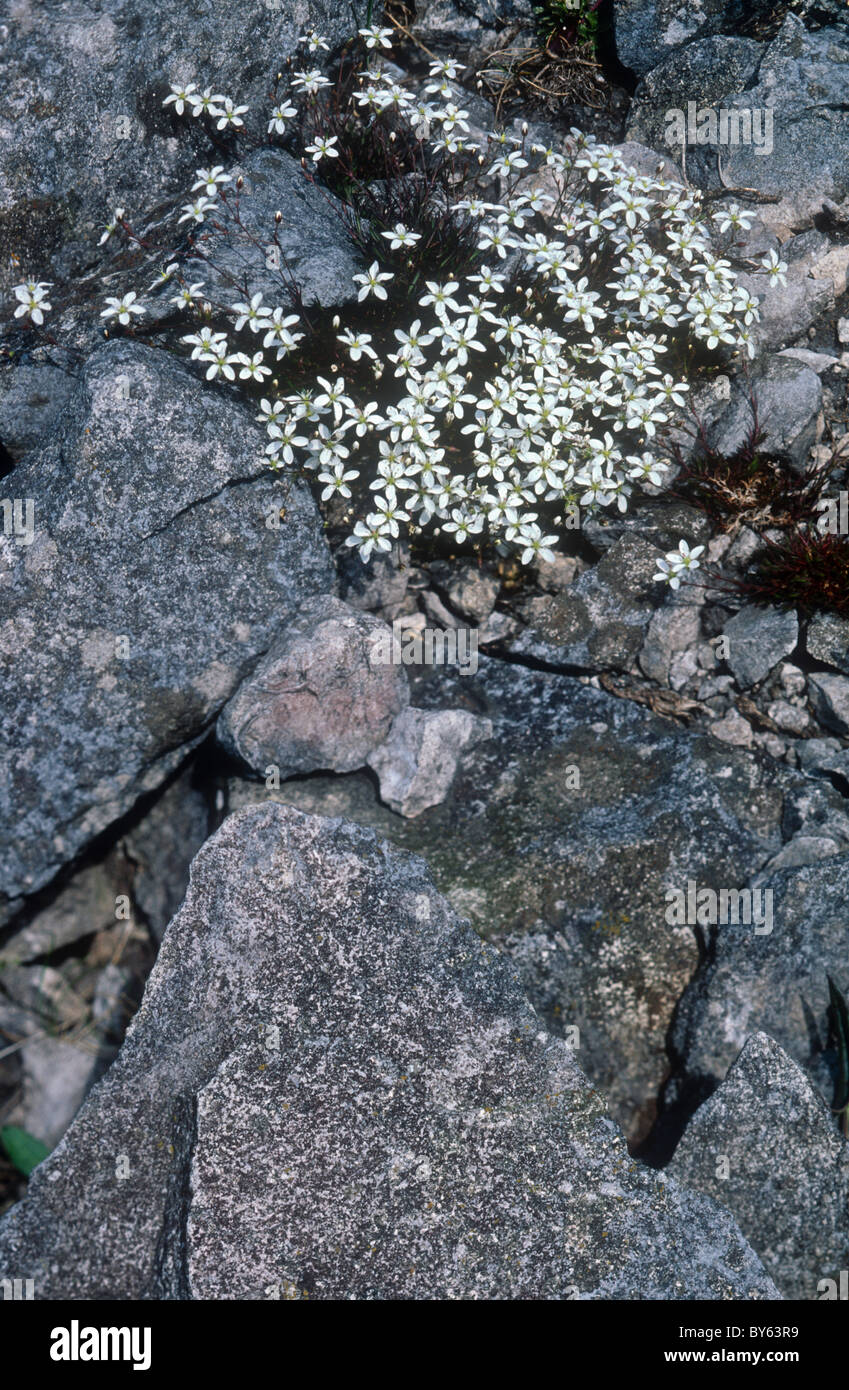 Spring sandwort hi-res stock photography and images - Alamy