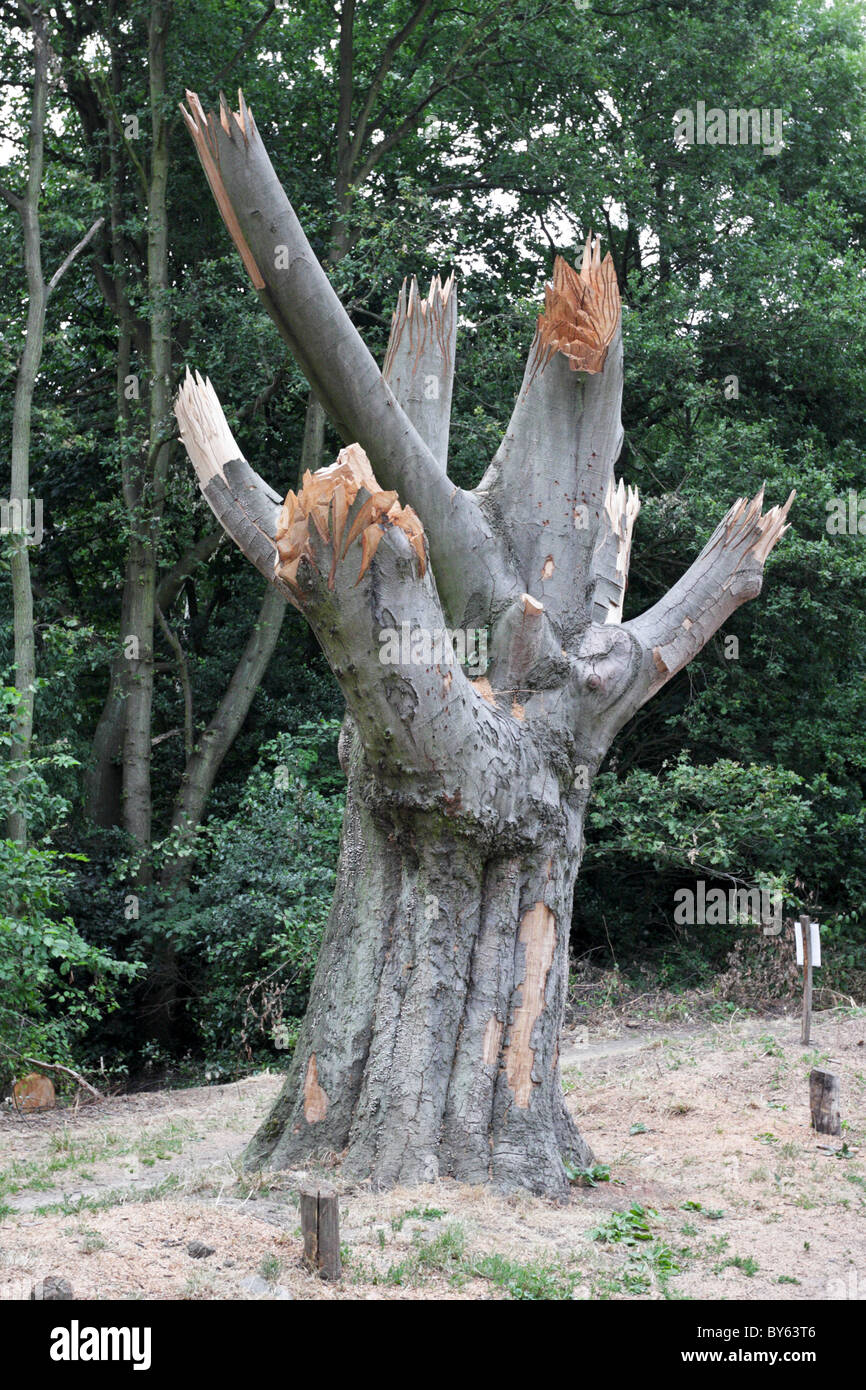 A sculptured tree left to rot to benefit insects and wildlife Stock ...