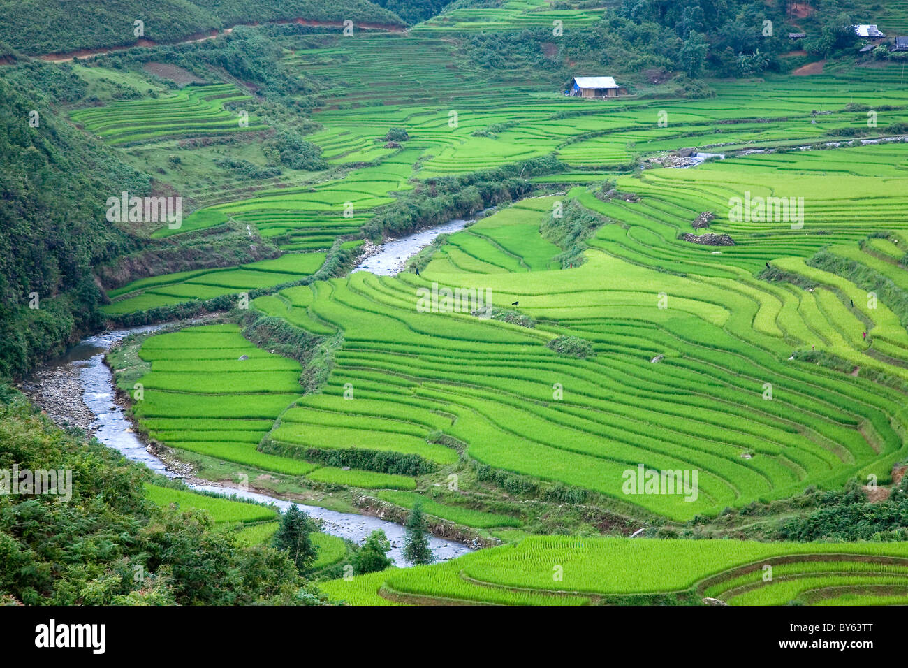 rice field terraces in Sapa-Ta Phin treeking road. Sapa, Lao Cai ...