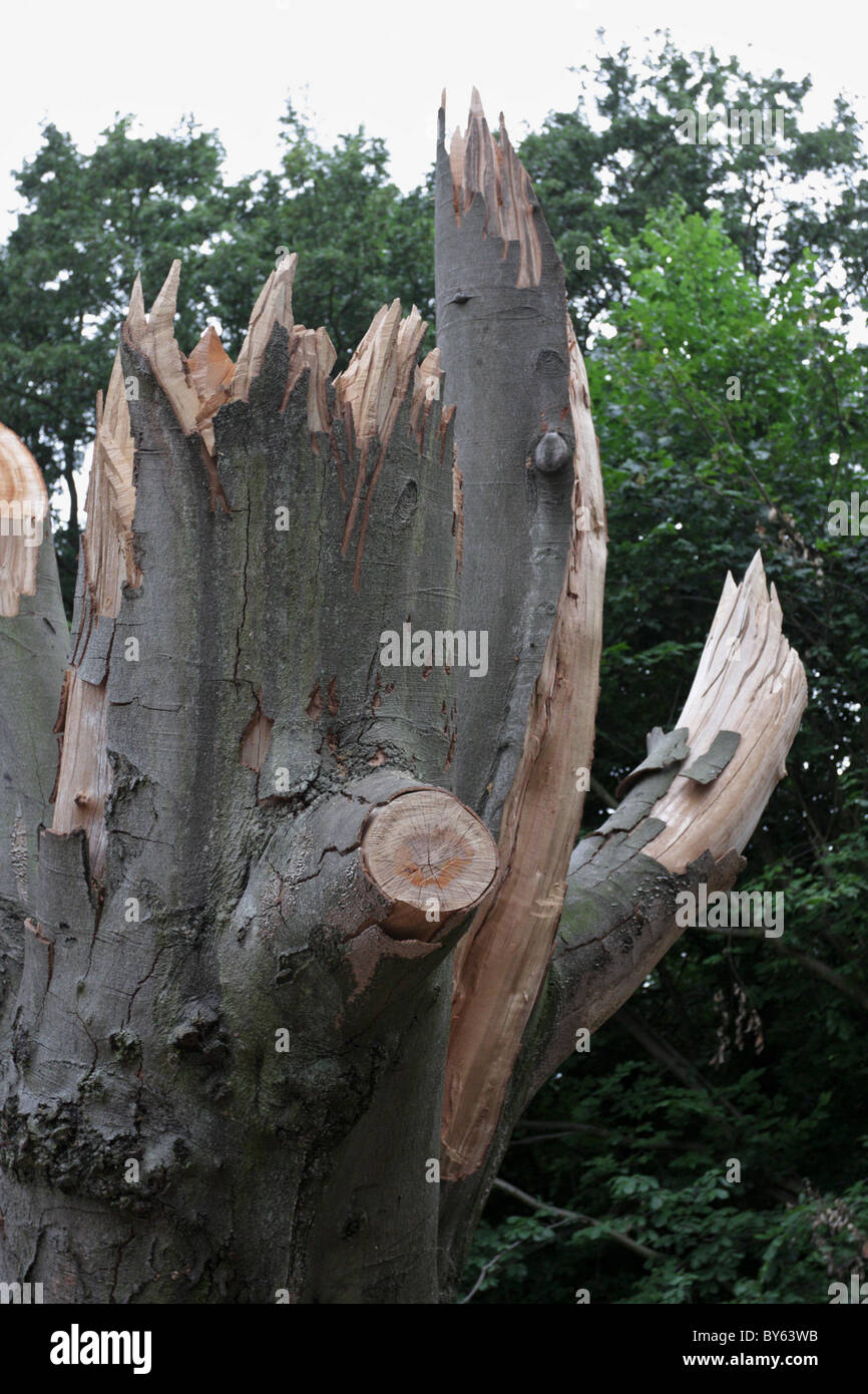 A sculptured tree left to rot to benefit insects and wildlife Stock ...