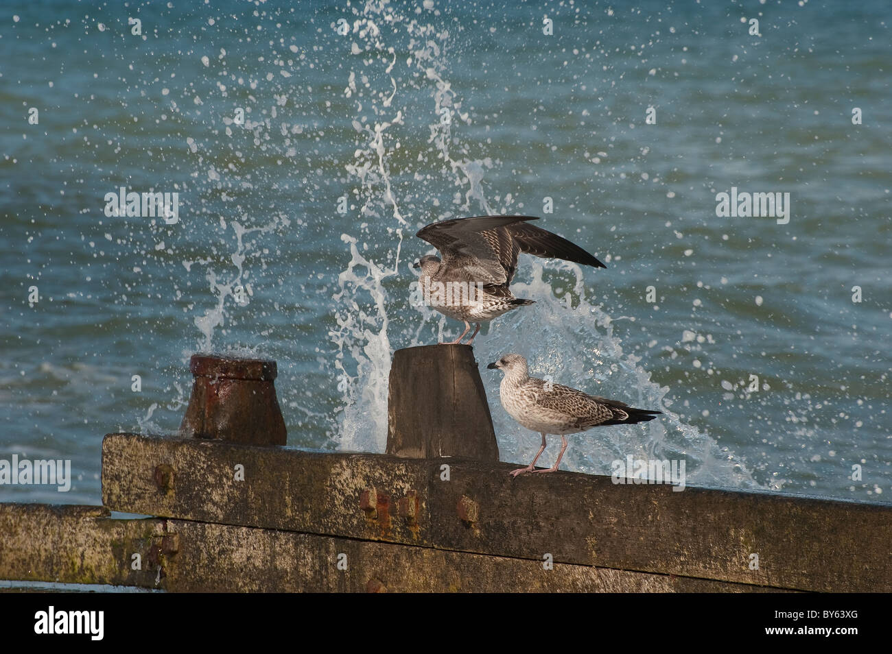 Young animals on a groyne hi-res stock photography and images - Alamy