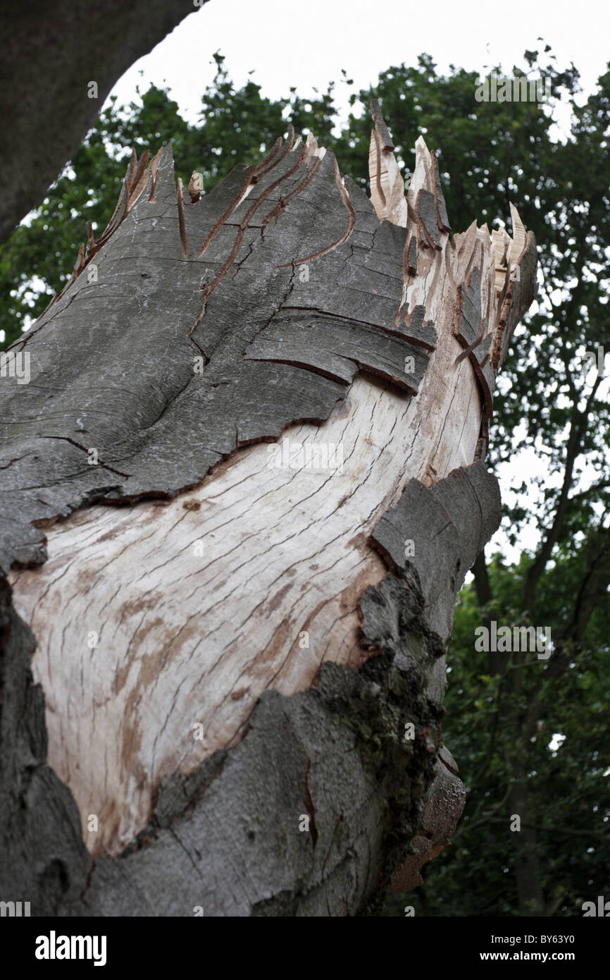 A sculptured tree left to rot to benefit insects and wildlife Stock ...