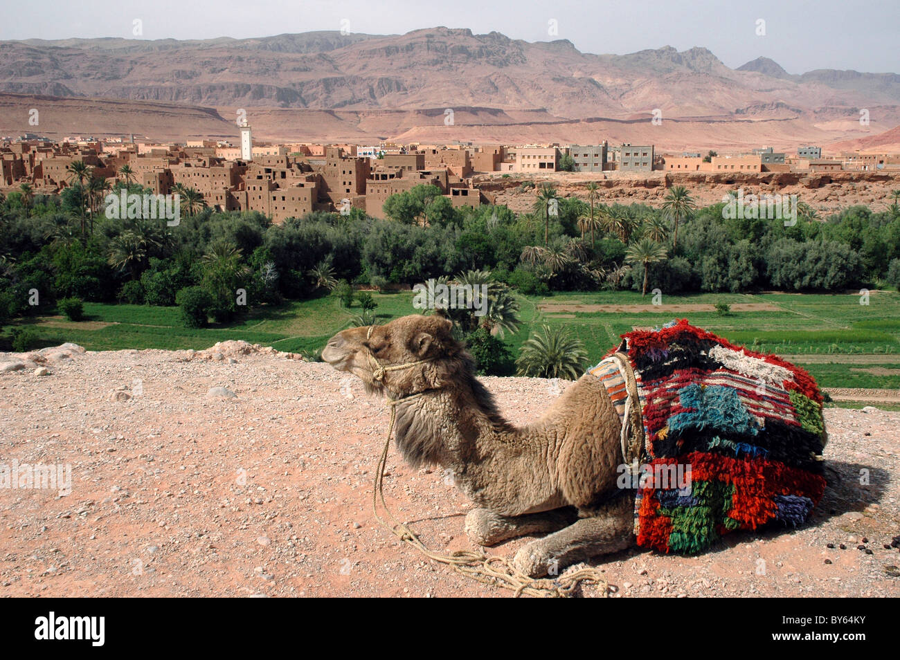 Morocco, Todra Gorge (Wadi Todra) Arabian camel (Camelus dromedarius ...