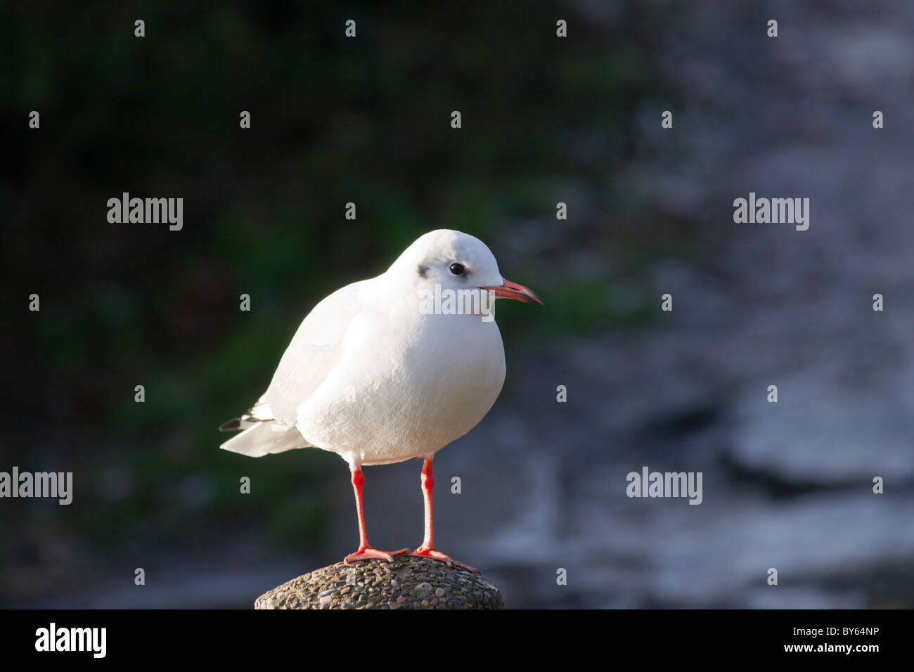 Aggressive seagull hi-res stock photography and images - Alamy