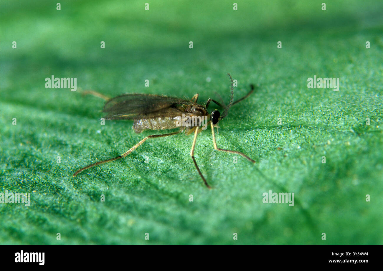 Pea Midge (Contarinia pisi) adult female midge on a pea leaf Stock ...