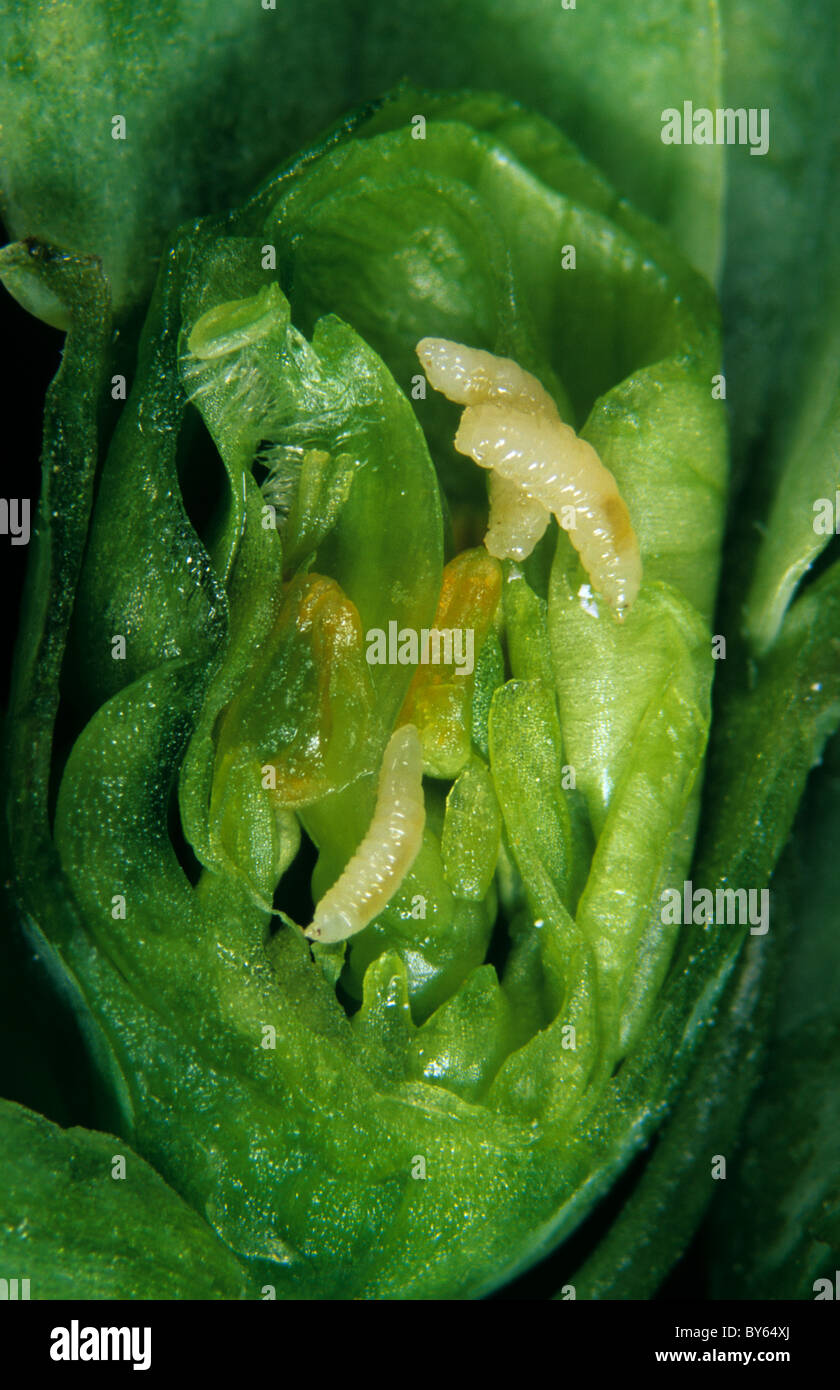 Pea midge (Contarinia pisi) larvae on a pea flower bud Stock Photo - Alamy