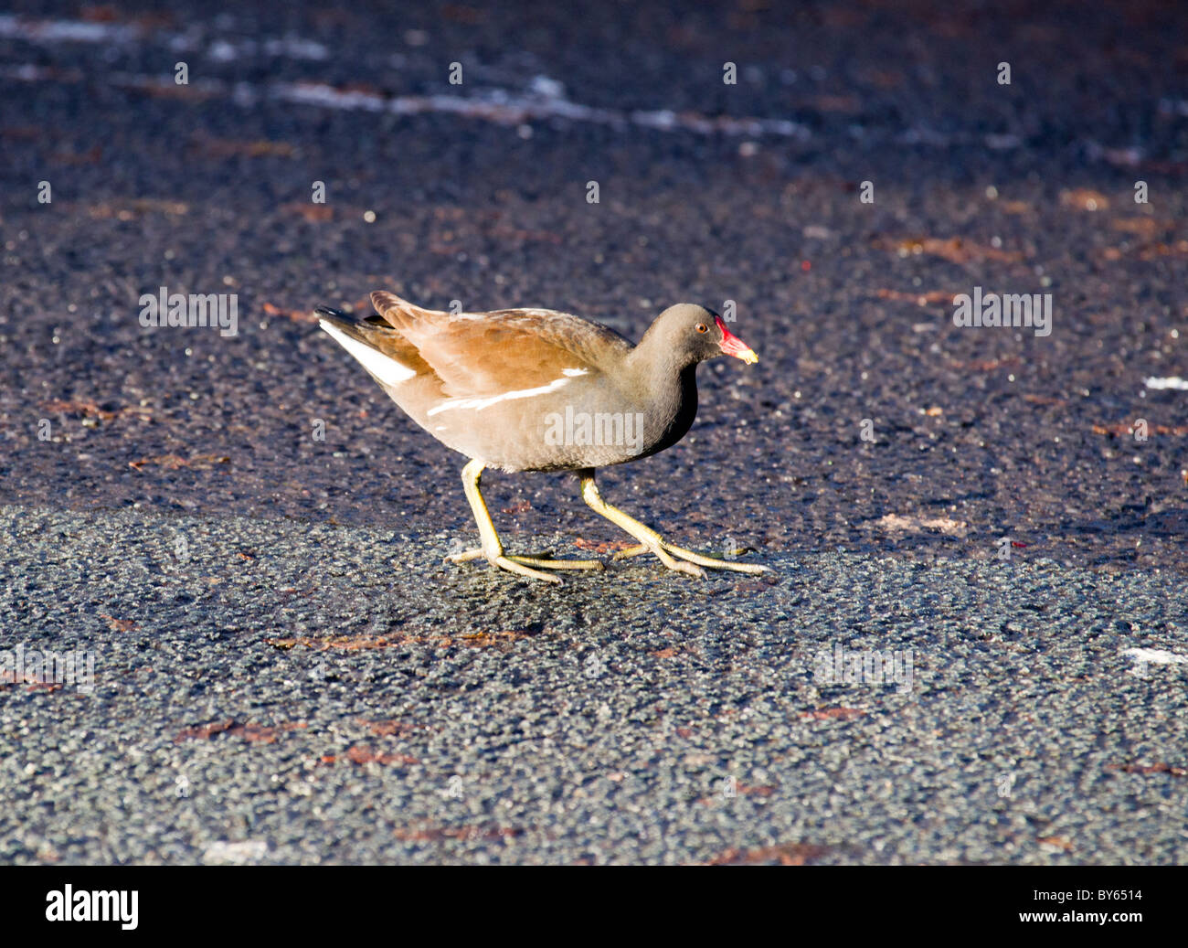 Raby mere hi-res stock photography and images - Alamy