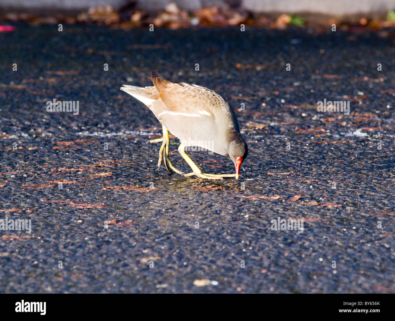 Raby road hi-res stock photography and images - Alamy
