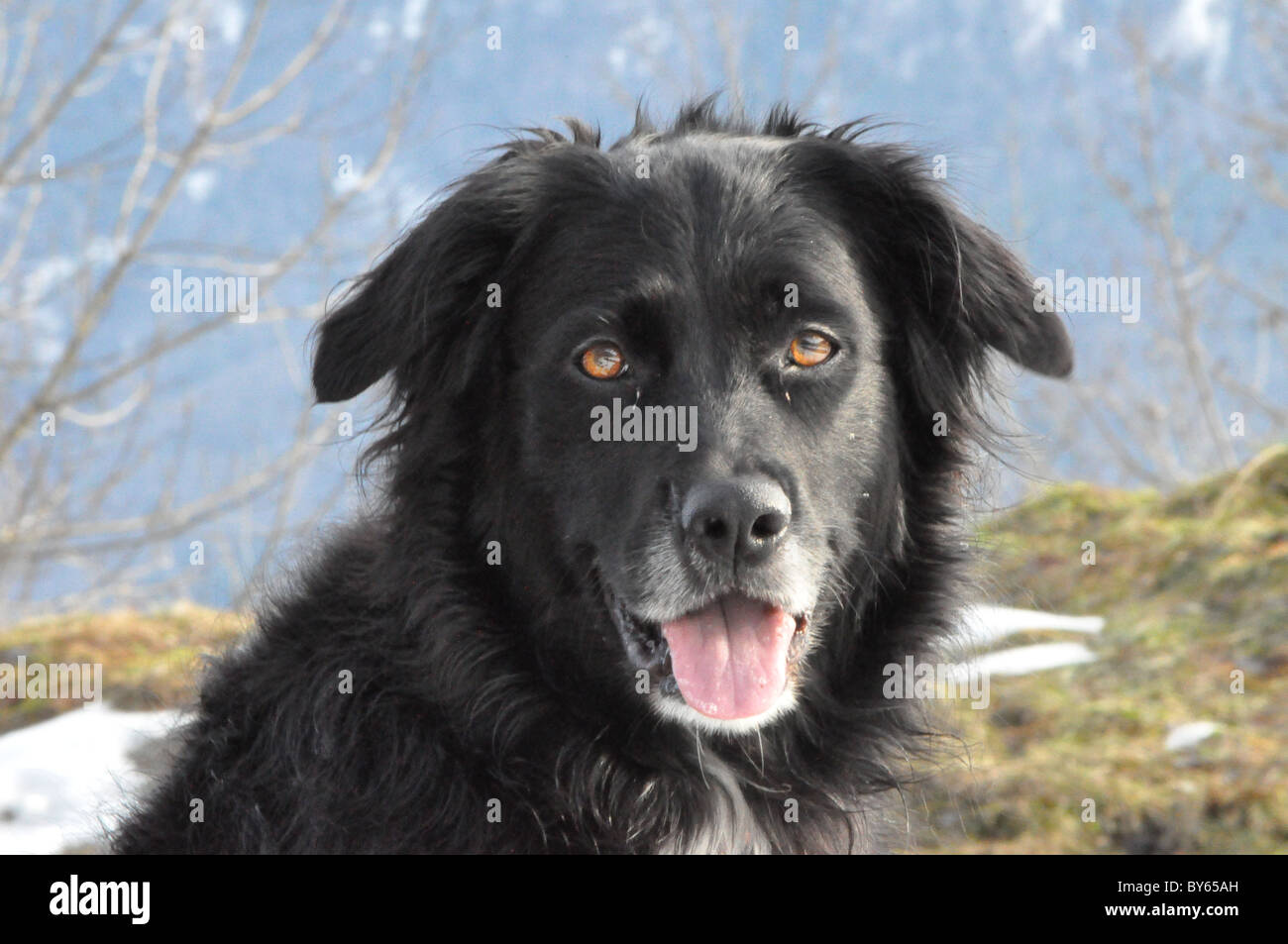 Dog stares into camera hi-res stock photography and images - Alamy