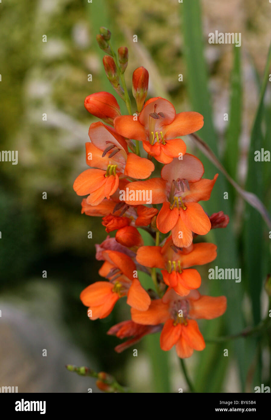 Flowers tritonia High Resolution Stock Photography and Images - Alamy
