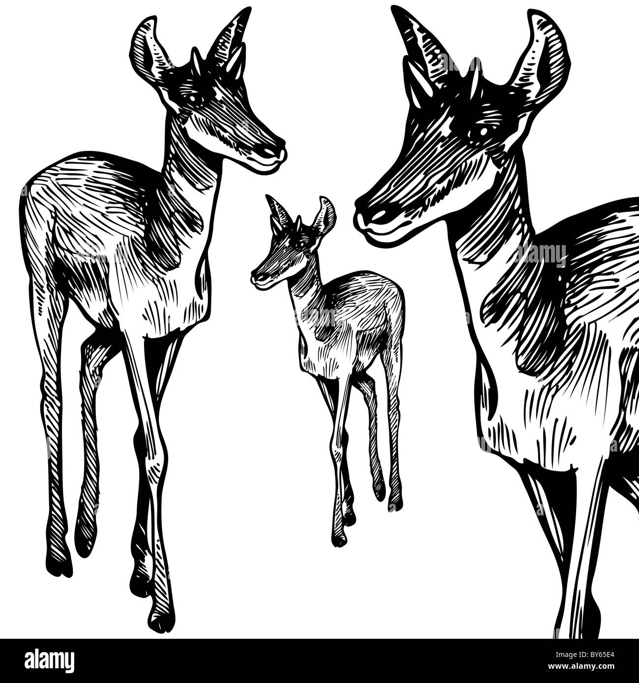 Hand-drawn sketch of an antelope - black and white Stock Photo - Alamy