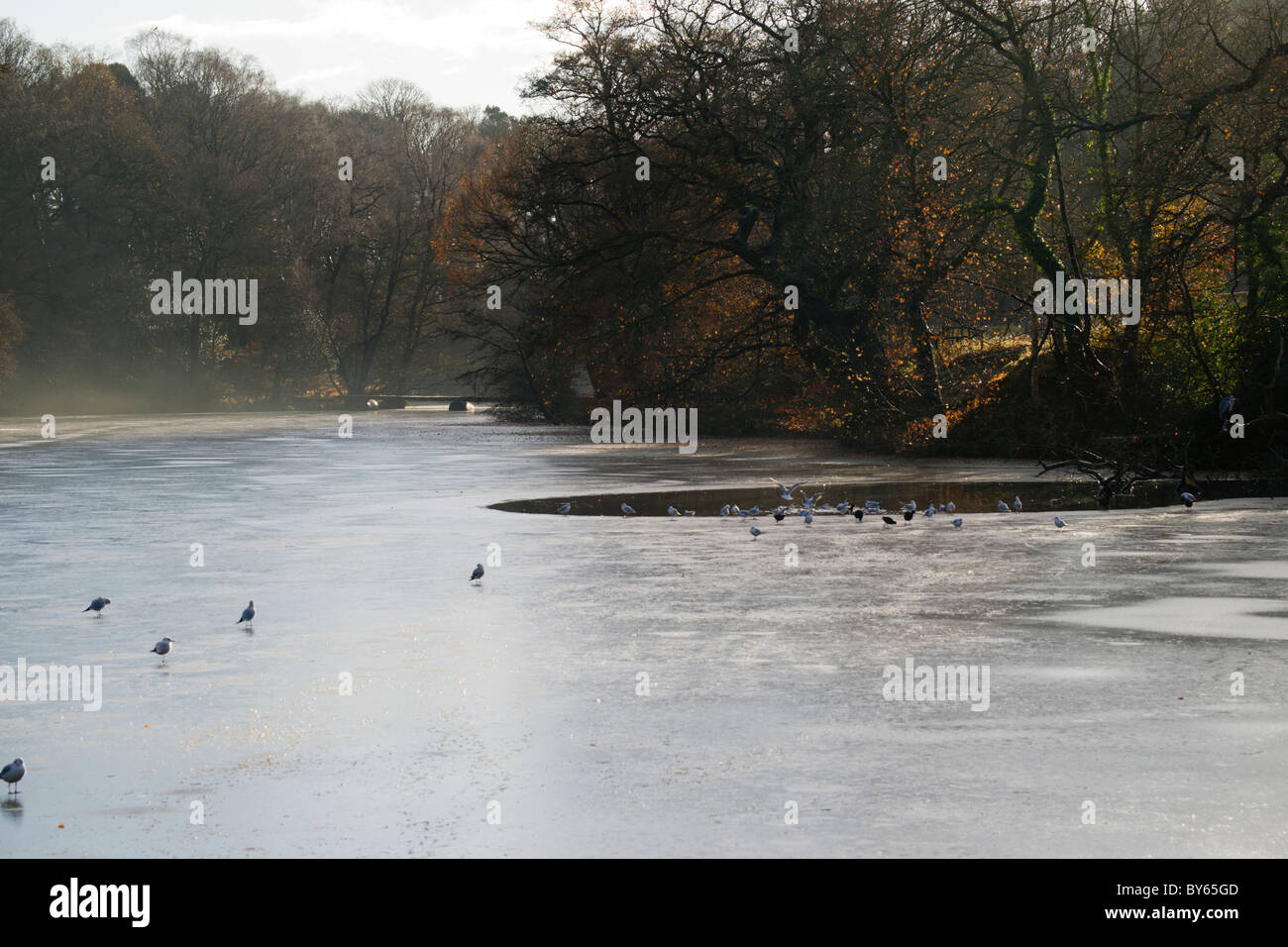 Raby hi-res stock photography and images - Alamy