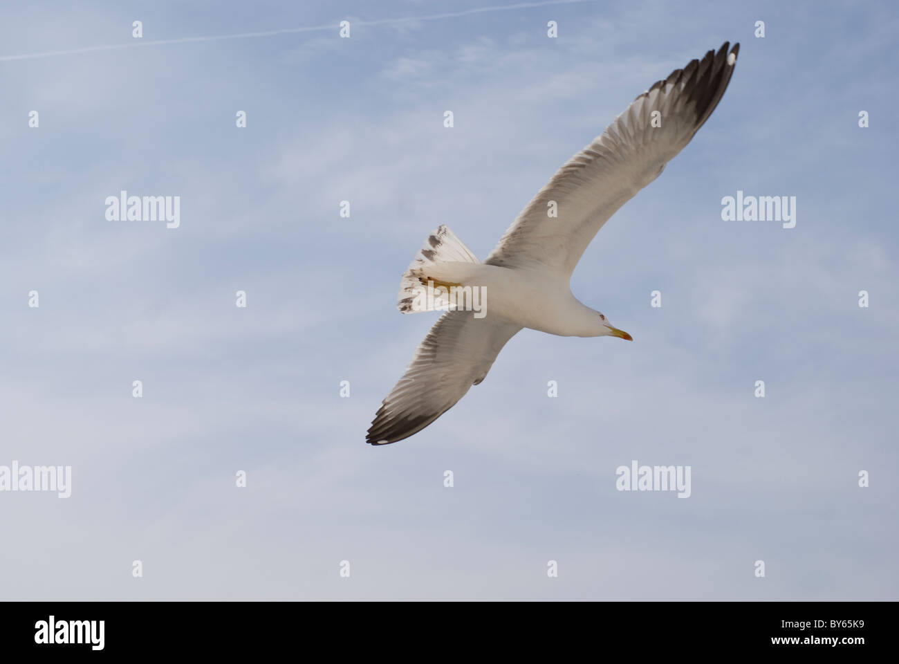 Bird in flight Stock Photo - Alamy