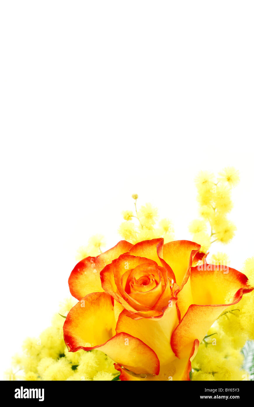 Red and yellow rose arrangement photographed on white background Stock ...