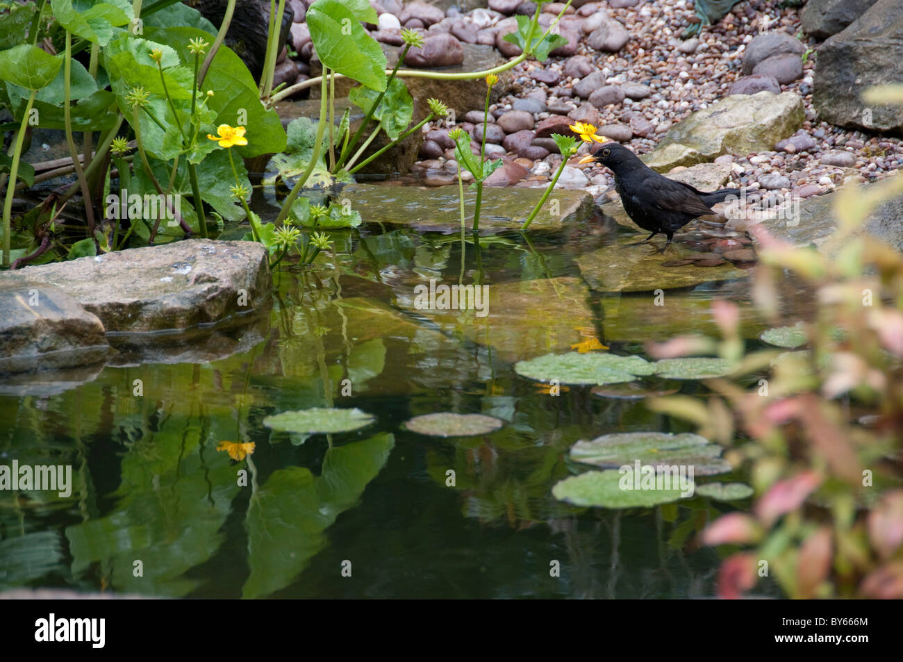 Shallow pond with garden bird hi-res stock photography and images - Alamy