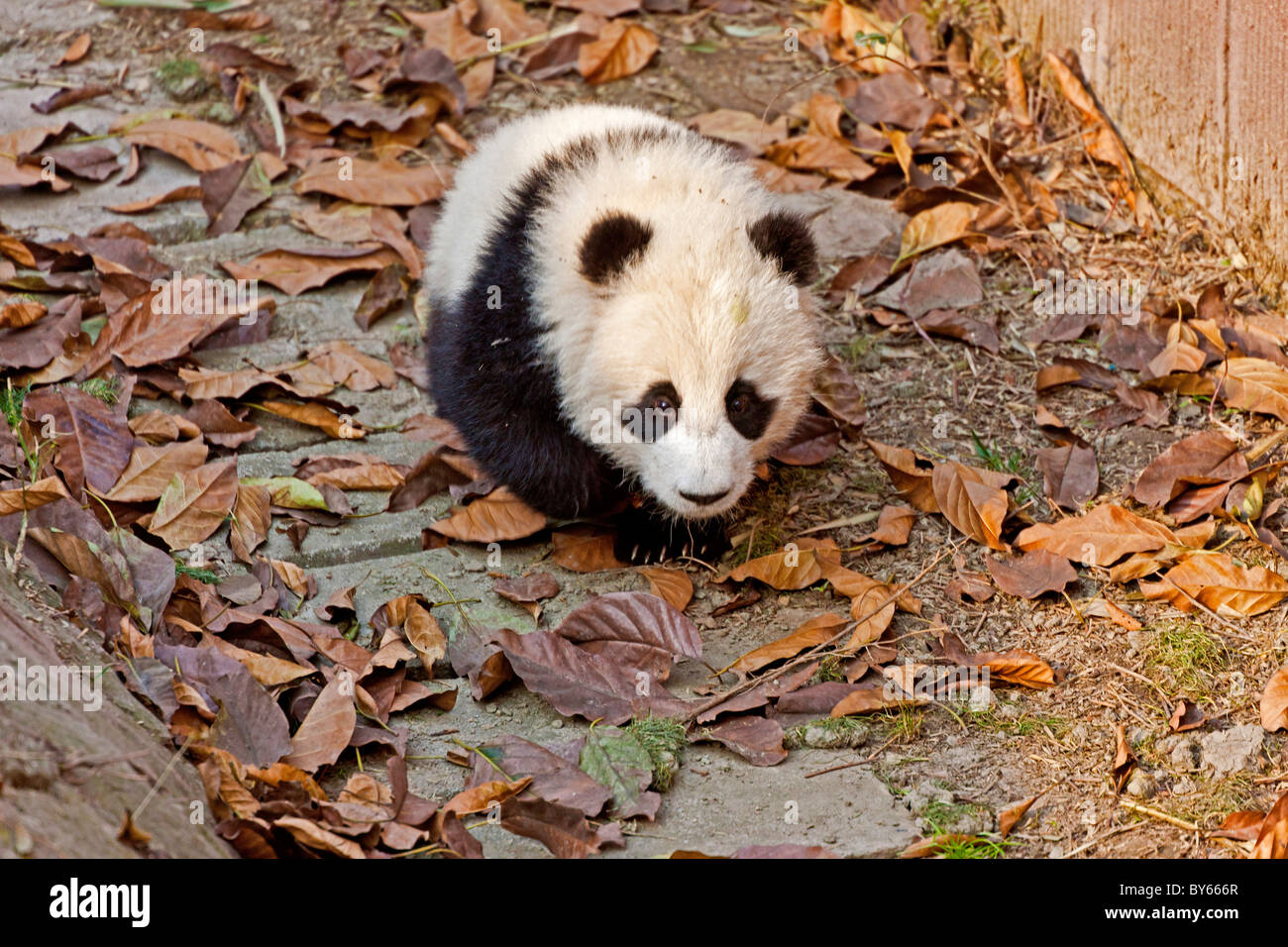 Baby Giant Panda at Chengdu Research Base of Giant Panda Breeding ...