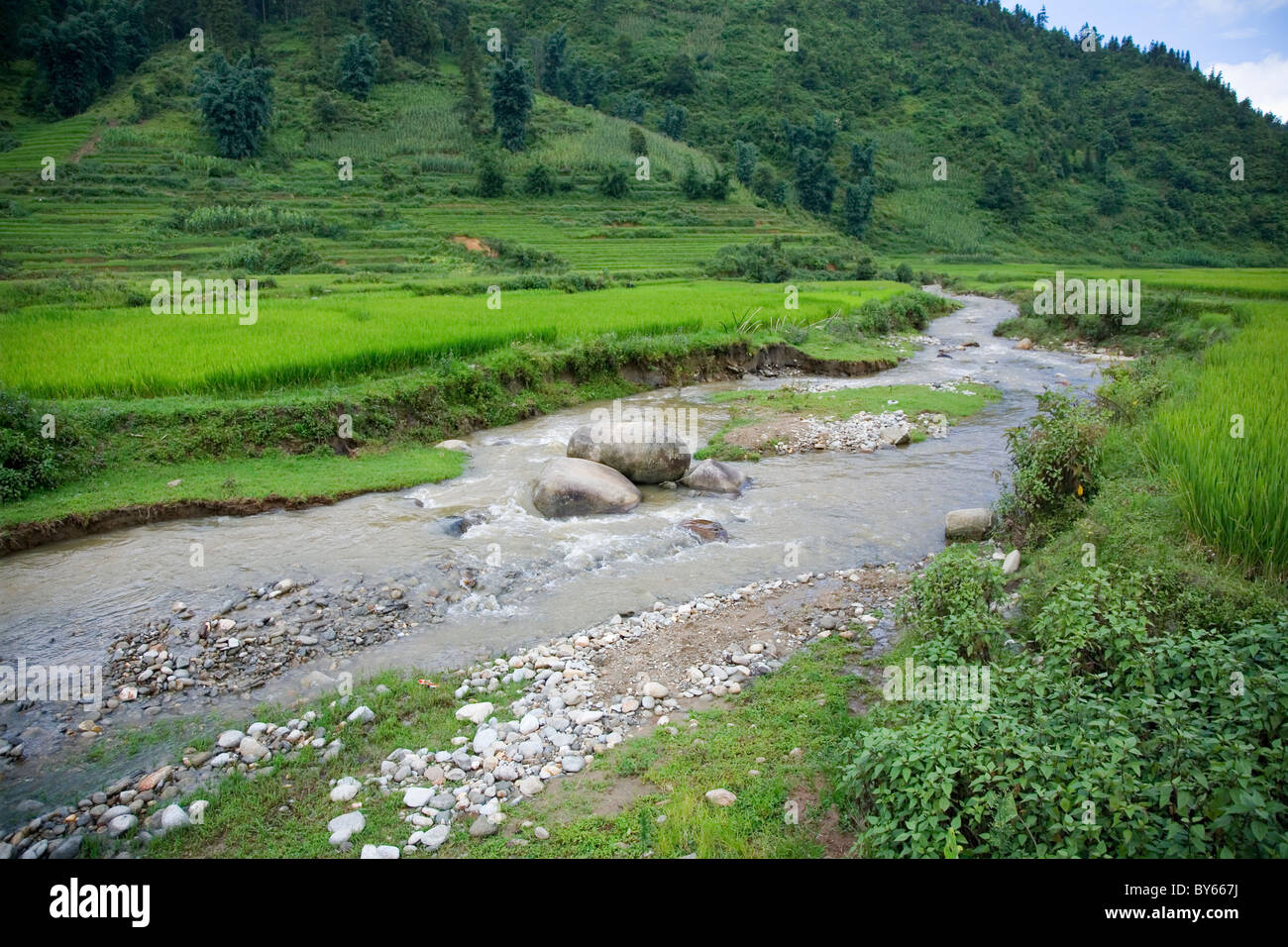 River and rice fields Stock Photo - Alamy