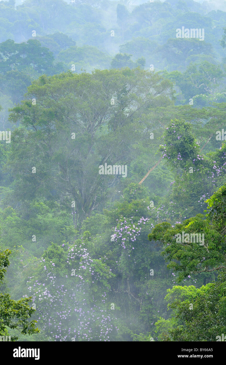Amazon rainforest canopy sunrise hi-res stock photography and images ...