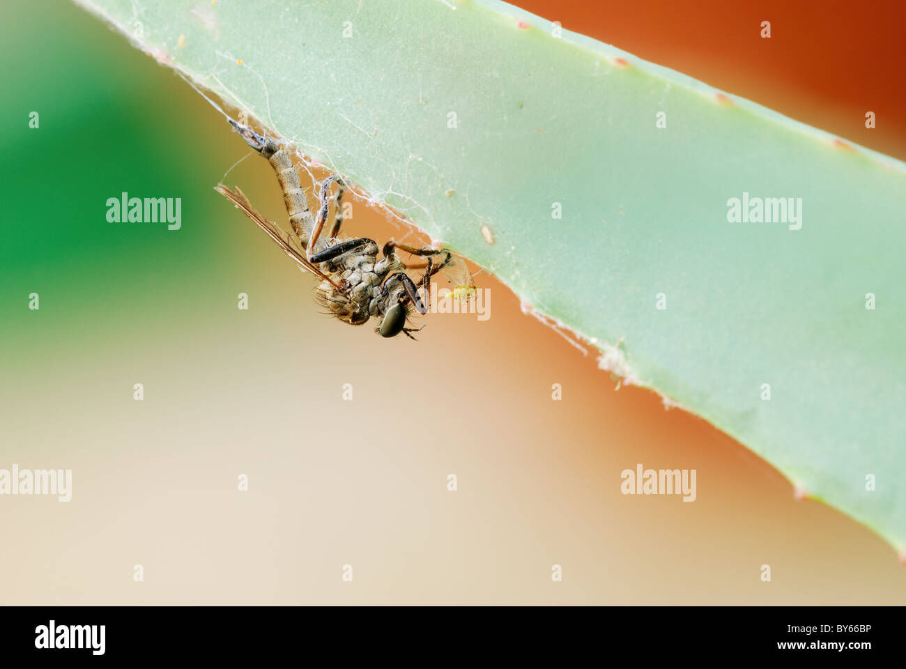 Predator insect on plant stem Stock Photo - Alamy