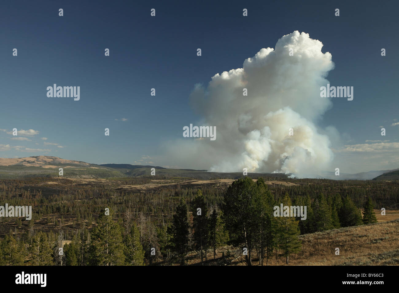 A large forrest fire burning in the background, with the destruction of ...