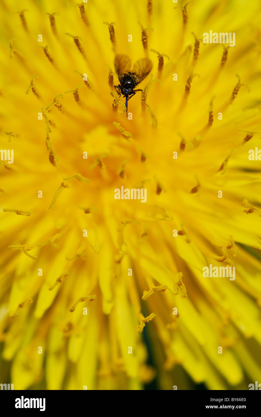 Only large bugs hi-res stock photography and images - Alamy