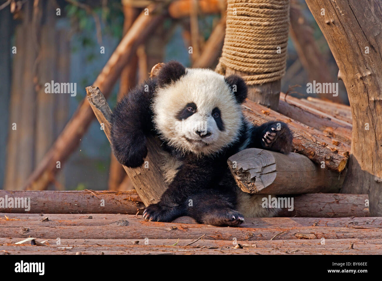 Young Giant Panda cub at Chengdu Research Base of Giant Panda Breeding ...