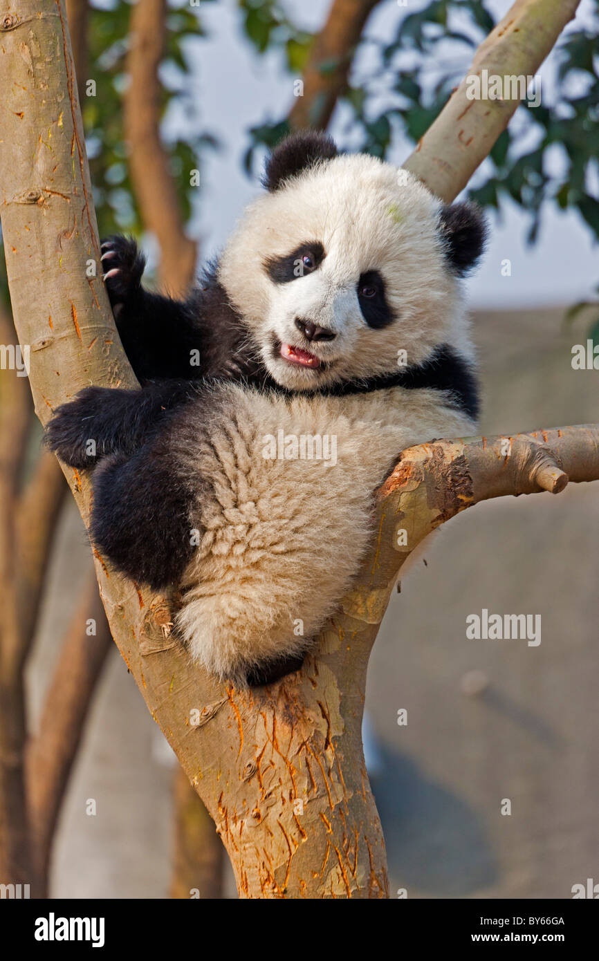 Young Giant Panda cub in tree at Chengdu Research Base of Giant Panda ...