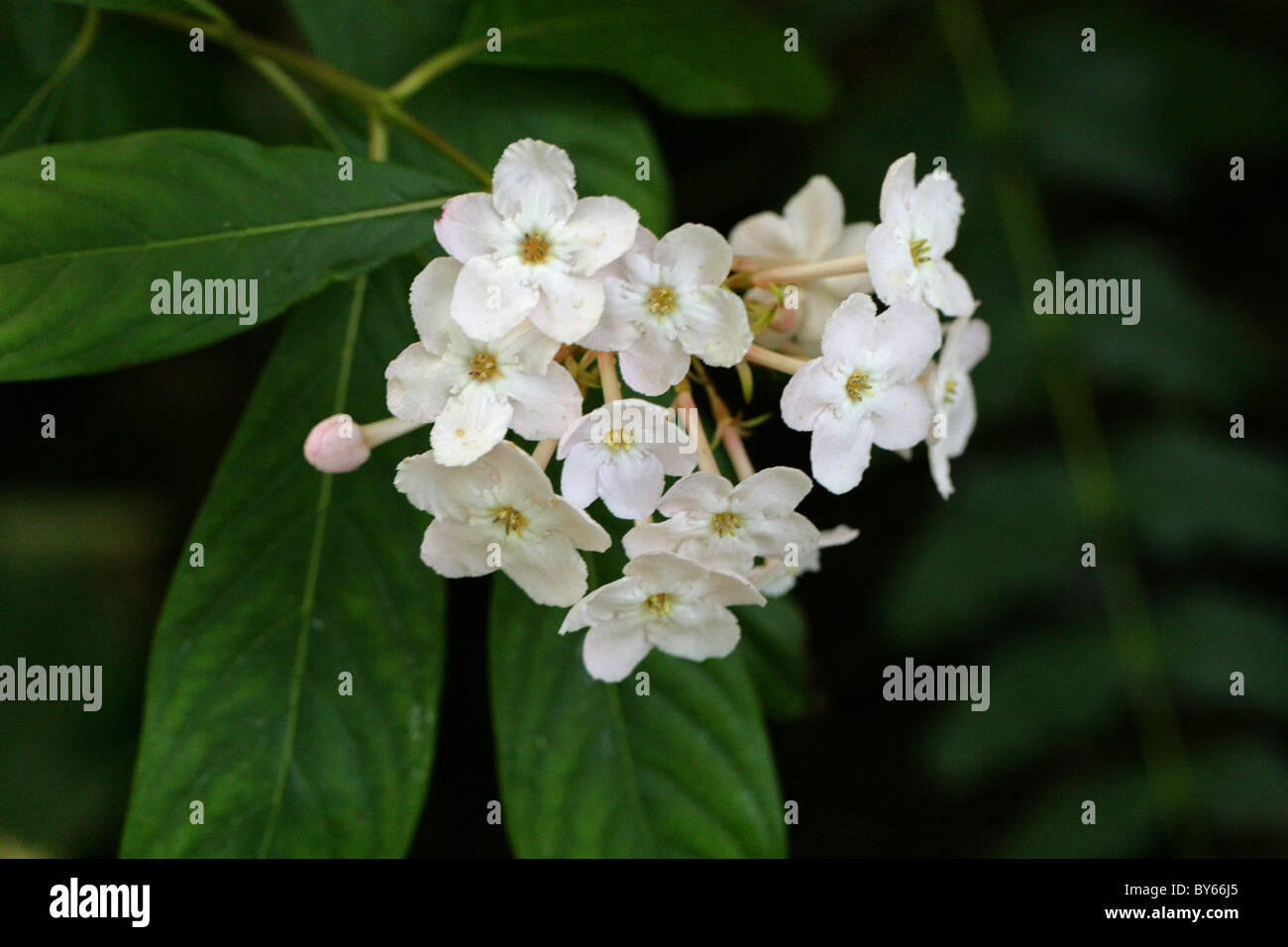 Luculia intermedia hi-res stock photography and images - Alamy