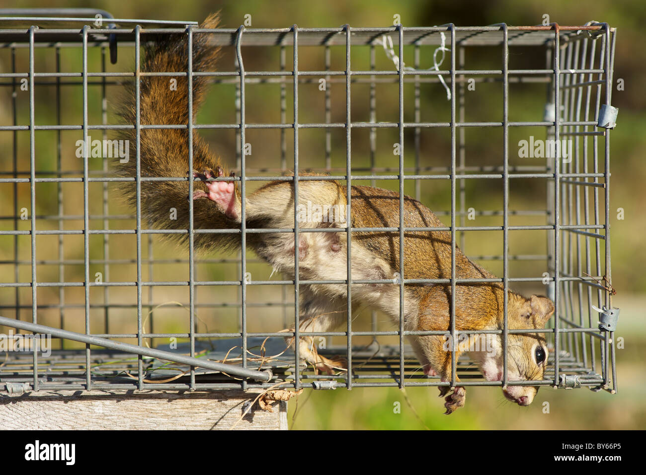 Trapped humane trap hi-res stock photography and images - Alamy