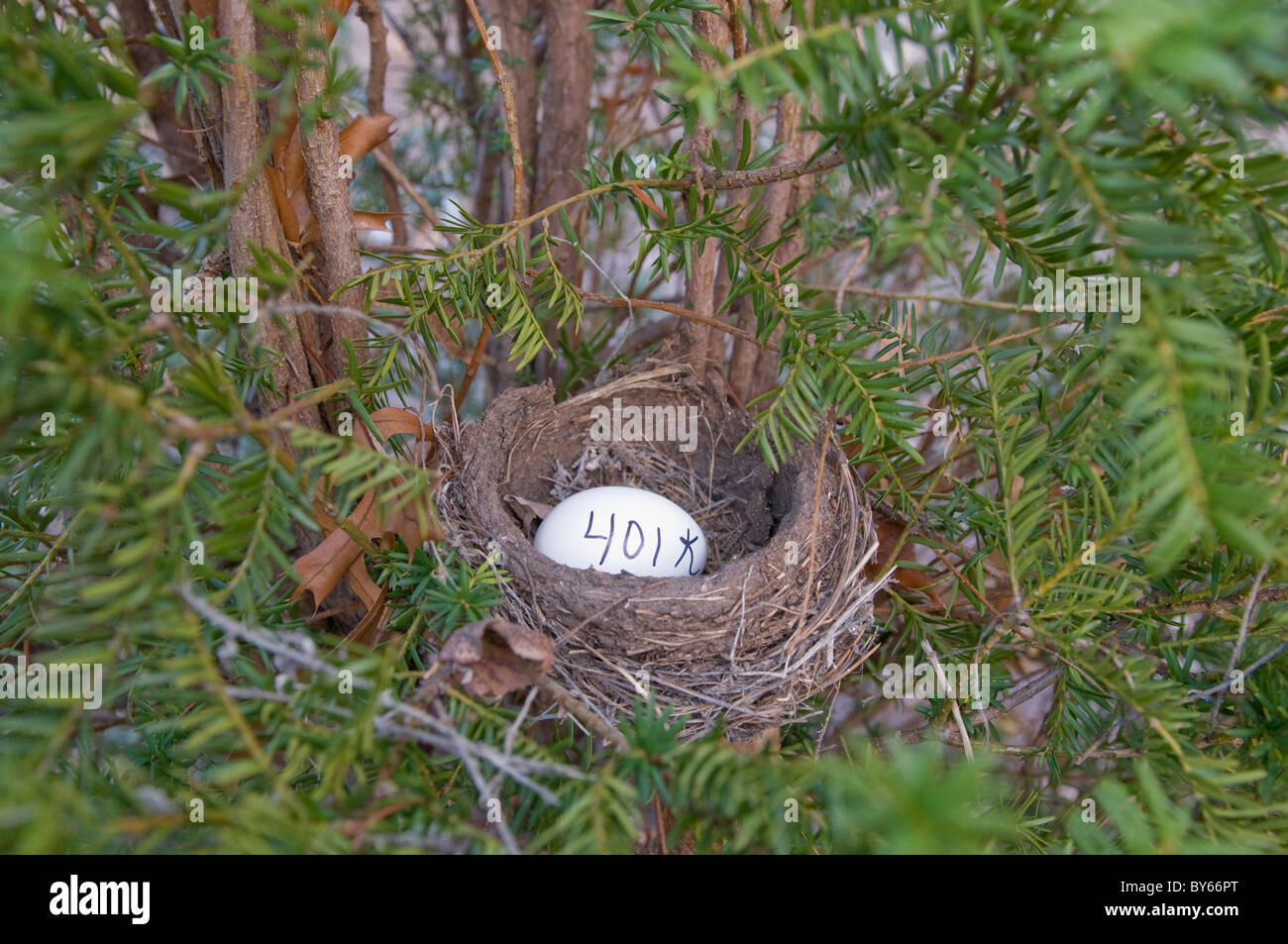 Nest egg tree hi-res stock photography and images - Alamy
