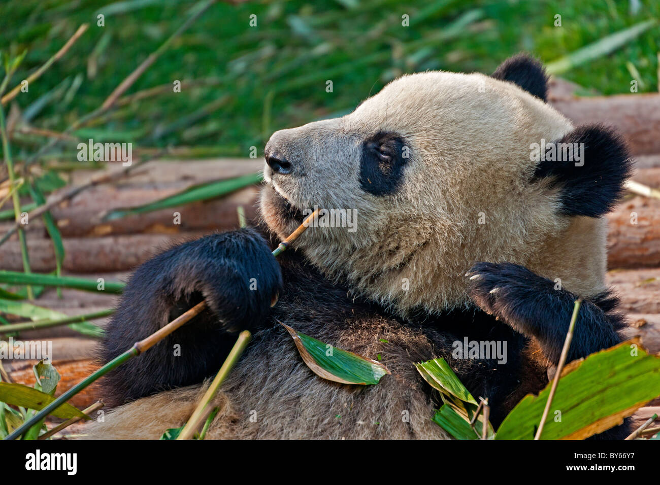 Giant Panda feeding on bamboo at Chengdu Research Base of Giant Panda ...