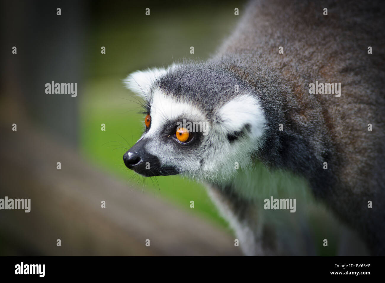 Lemur staring intently Stock Photo - Alamy