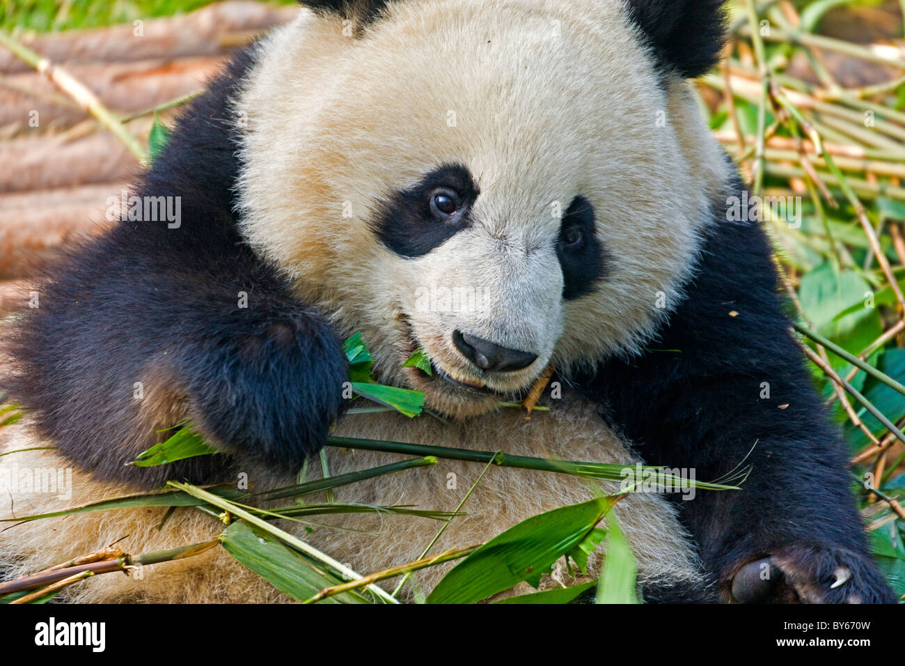 Chengdu panda research station hi-res stock photography and images - Alamy