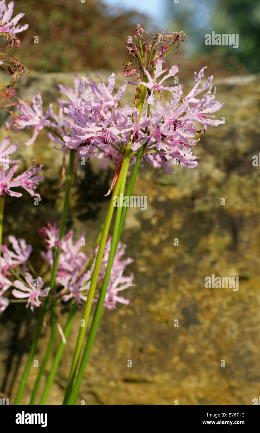 Nerine, Nerine undulata, Amaryllidaceae, Cape Province, South Africa ...