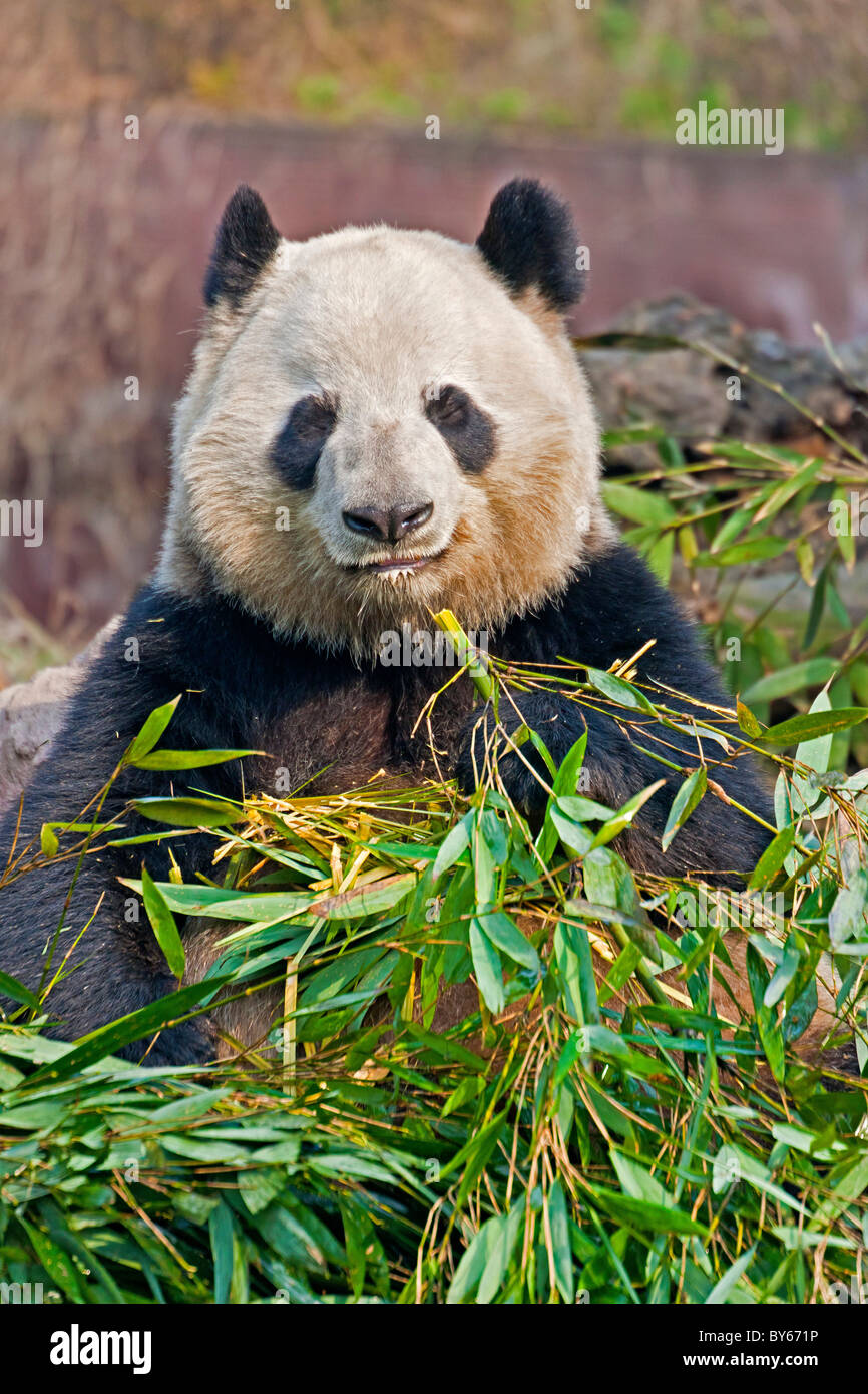 Giant Panda feeding on bamboo at Chengdu Research Base of Giant Panda ...