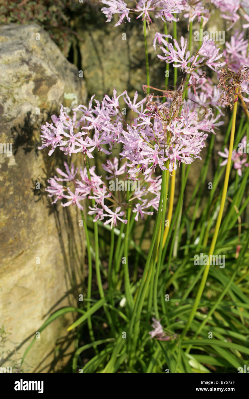 Nerine, Nerine undulata, Amaryllidaceae, Cape Province, South Africa ...