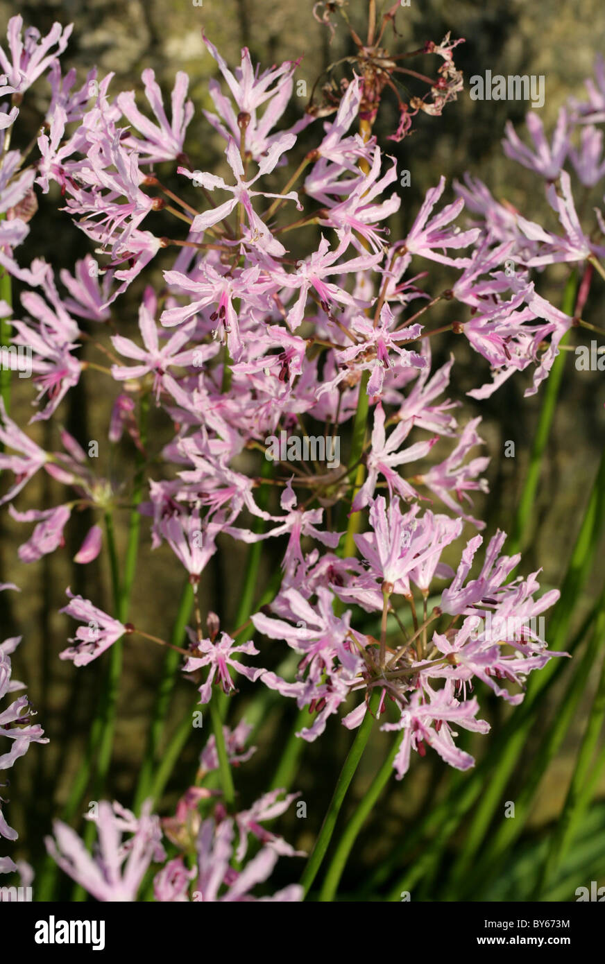 Nerine undulata hi-res stock photography and images - Alamy