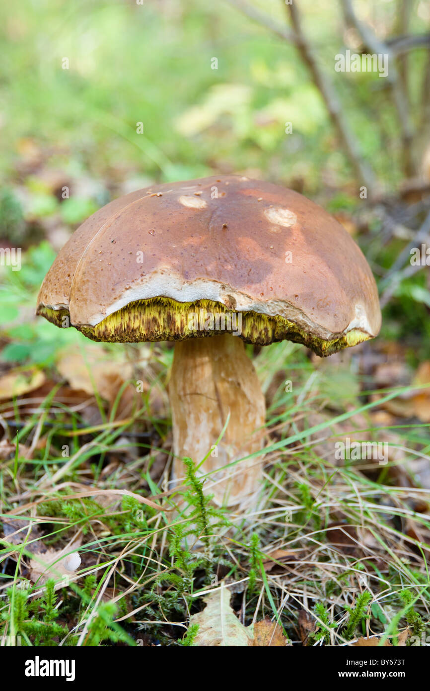 Mushroom cep hi-res stock photography and images - Alamy